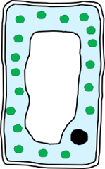1.1.1 Celloedd a_r microsgop